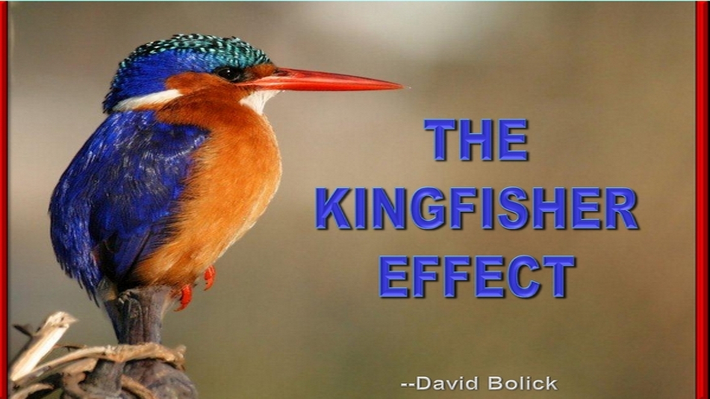 The Kingfisher Effect | Tommy's Window