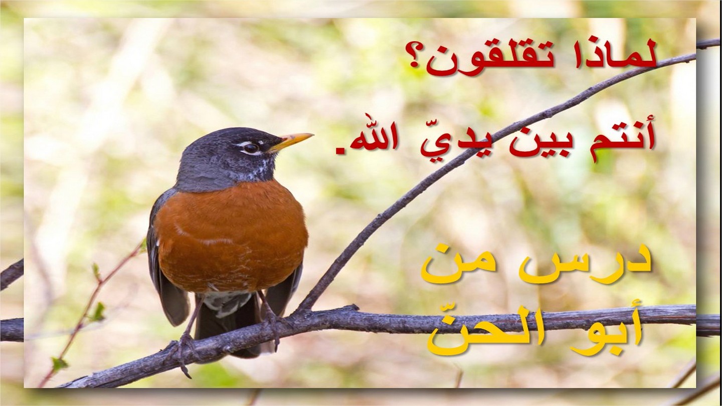 لماذا تقلقون؟أنتم بين يديّ الله. | Tommy's Window