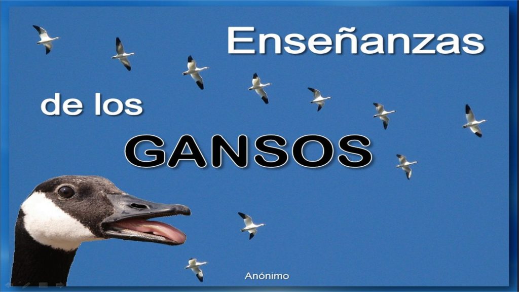 Enseñanzas de los gansos | Tommy's Window