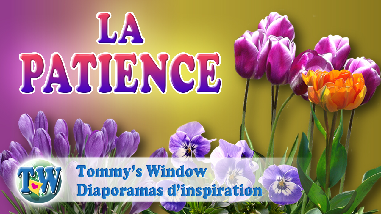 La Patience | Tommy's Window