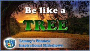 Be Like a Tree - Stay grounded. Keep growing.